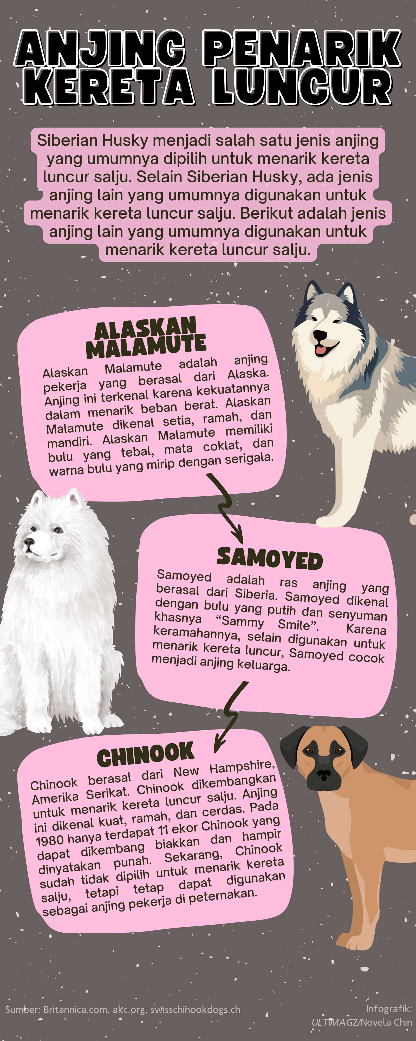 Husky: Anjing Pintar yang Sejatinya adalah Anjing Pekerja, Ini Sejarahnya