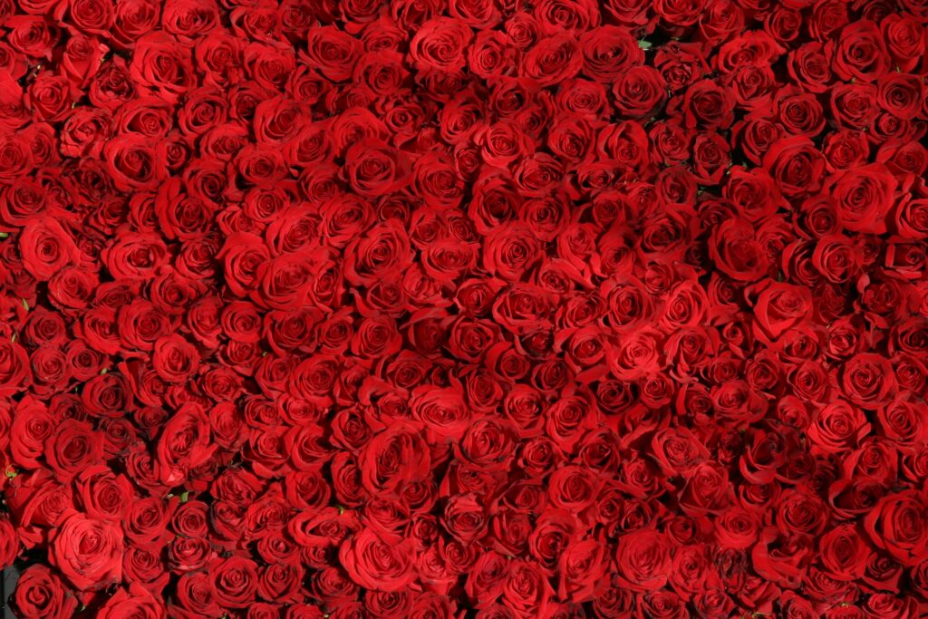 Merayakan Hari Kasih Sayang, Simak Makna Romantis Bunga
